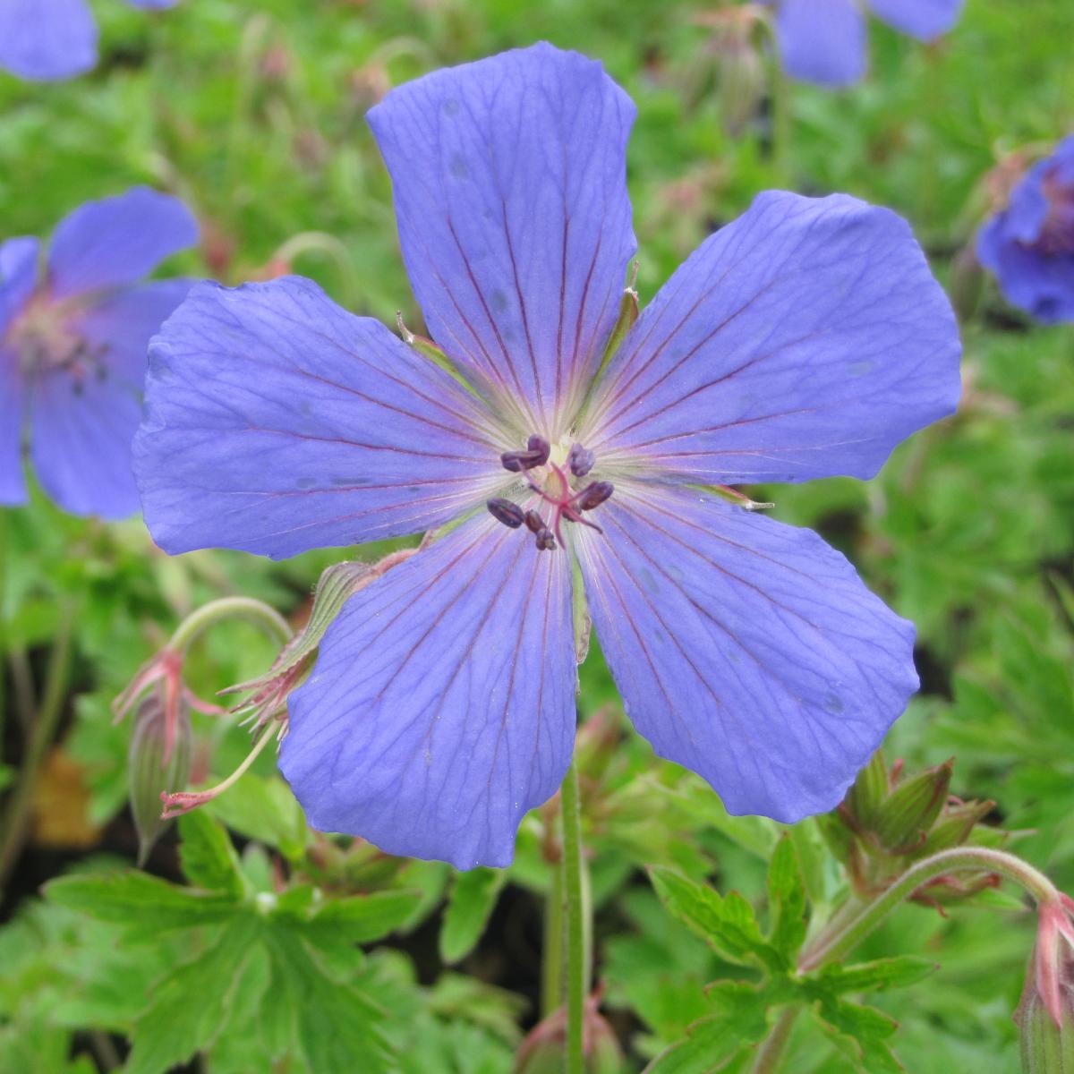 Geranium himalayense - Géranium vivace de l'Himalaya - Des fleurs bleu ...