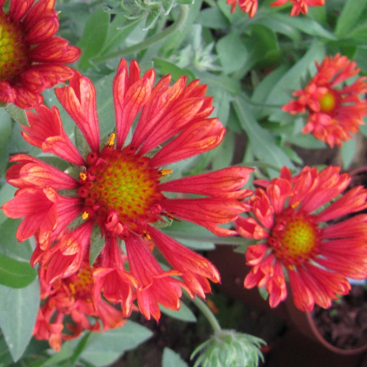 Gaillarde - Gaillardia Fanfare Blaze - Vivace à fleurs originales ...