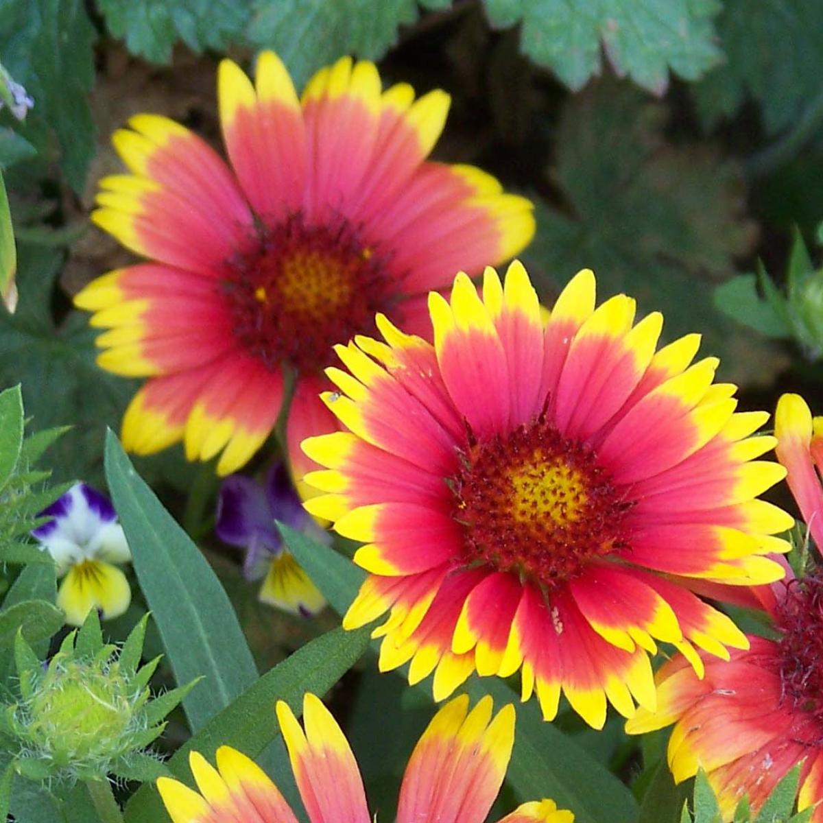 Gaillarde – Gaillardia Lutin – Une vivace naine à fleurs rouge et jaune