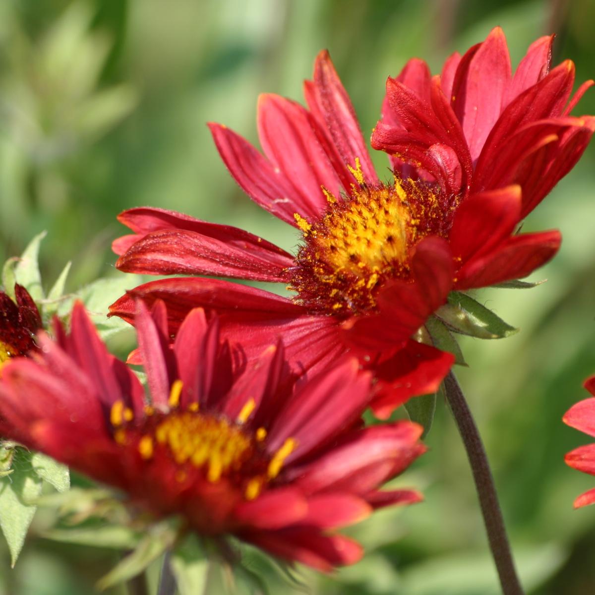 Gaillarde Bourgogne - Gaillardia Burgunder - Vivace à grandes fleurs ...