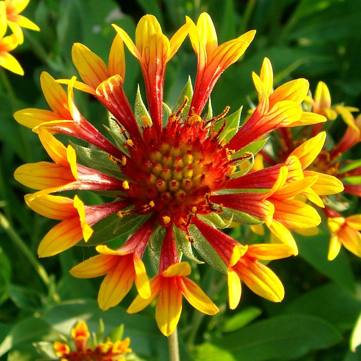 Gaillarde - Gaillardia Fanfare – D'éclatantes fleurs rouge et jaune orangé