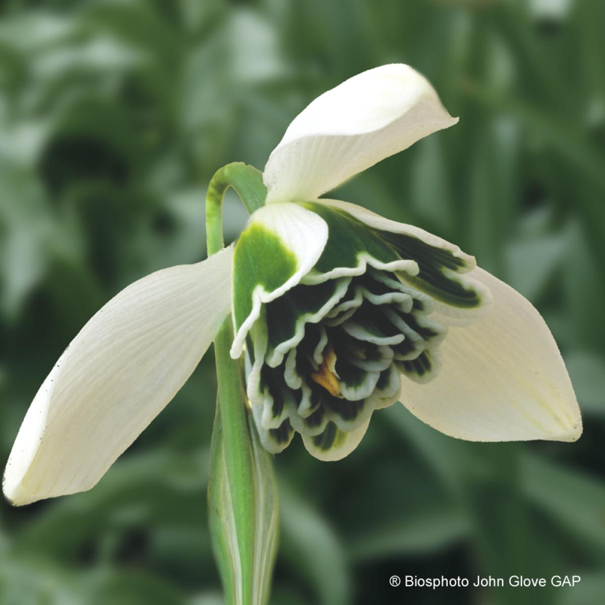 Perce-neige double - Galanthus nivalis Dionysus - Une variété rare, à ...