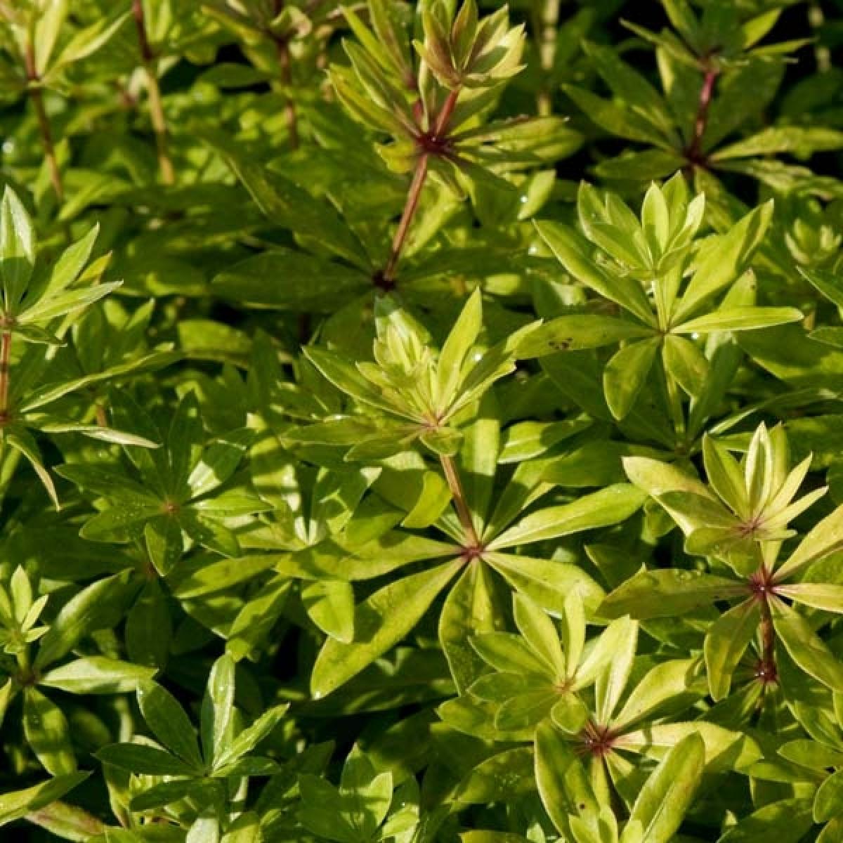 Aspérule odorante - Galium odoratum - Plante médicinale couvre sol