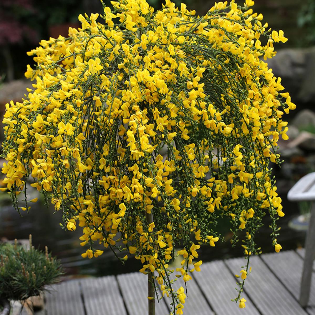 Cytisus scoparius Golden Tears - Genet à balais jaune sur tige au port ...