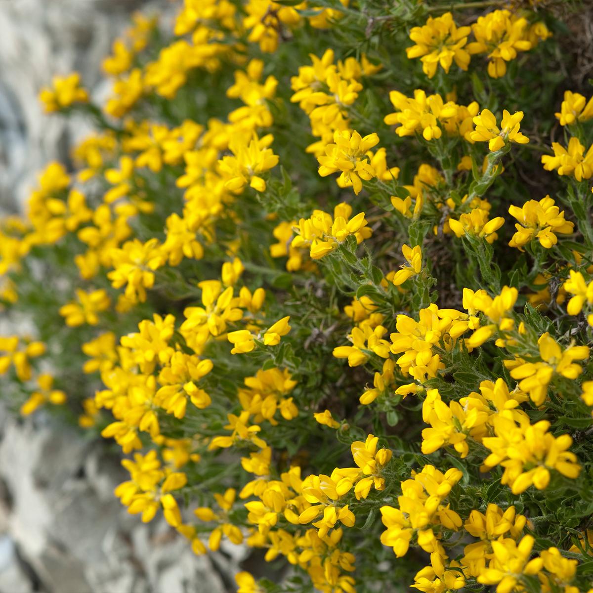 Genista hispanica - Genêt d'Espagne épineux à fleurs jaunes