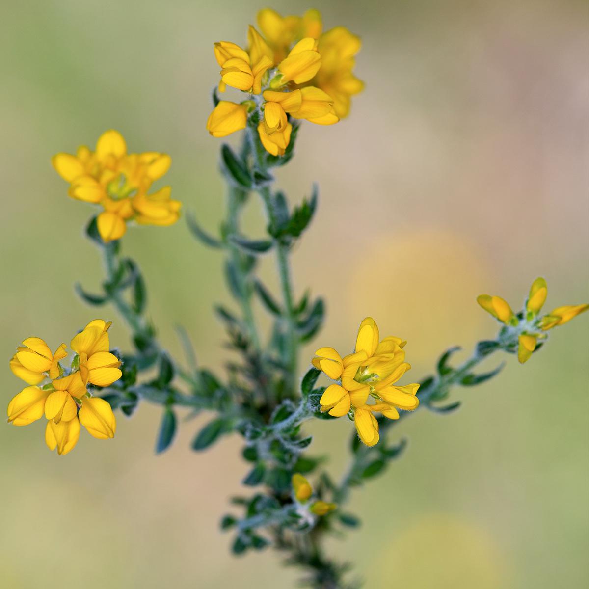 Genista hispanica - Genêt d'Espagne épineux à fleurs jaunes