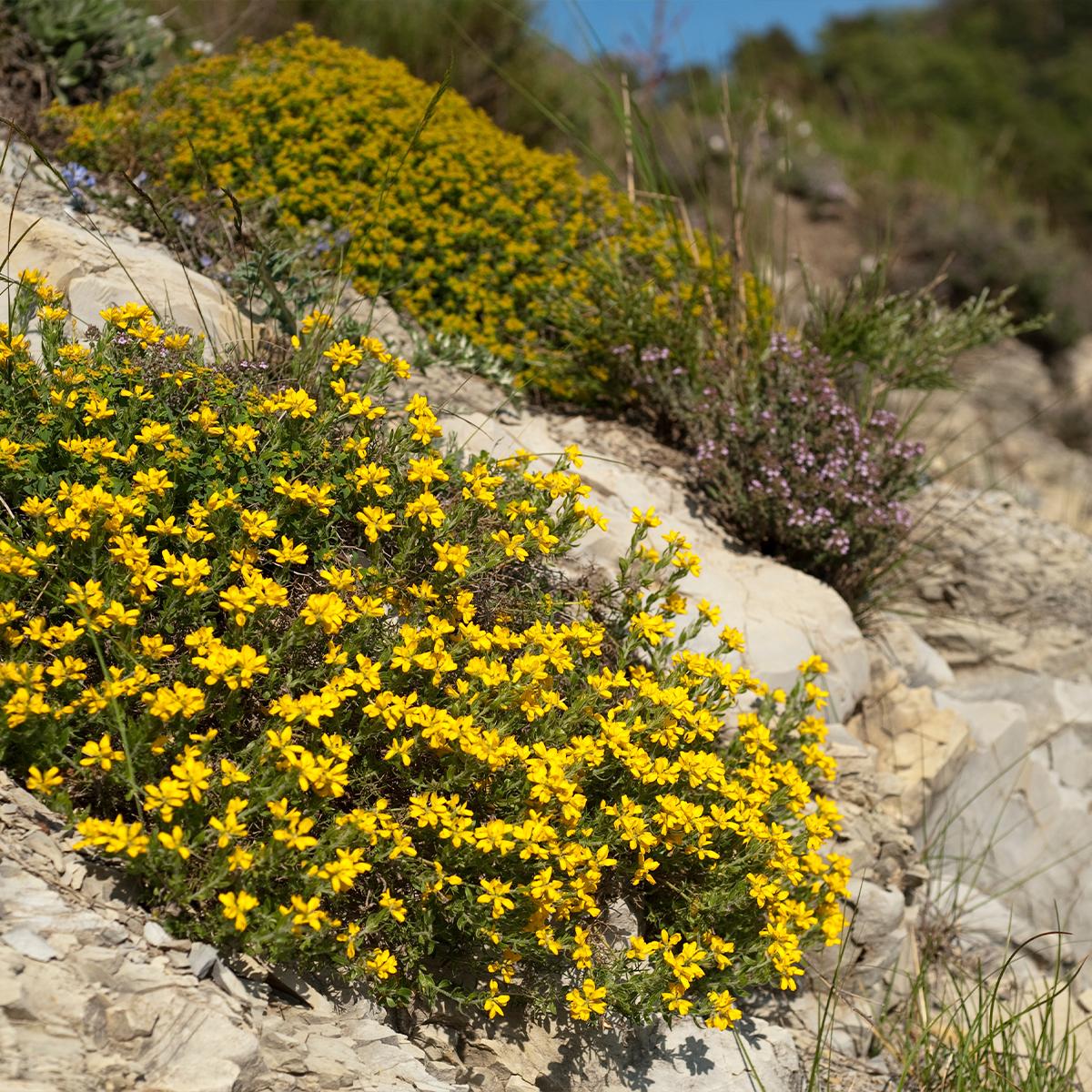 Genista hispanica - Genêt d'Espagne épineux à fleurs jaunes