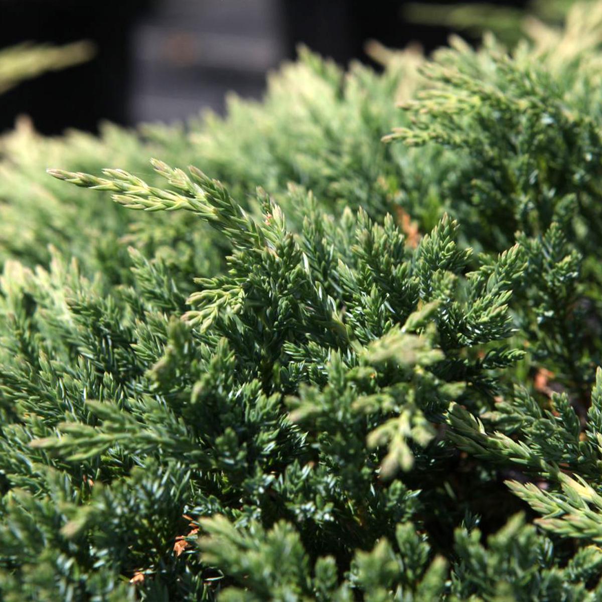 Juniperus horizontalis Prince Of Wales - Genévrier horizontal rampant nain
