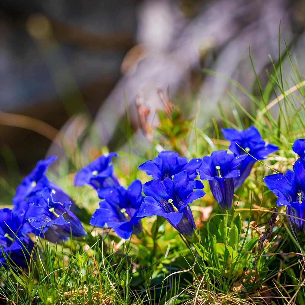 Gentiana acaulis - Gentiane acaule - Gentiane bleue des Alpes