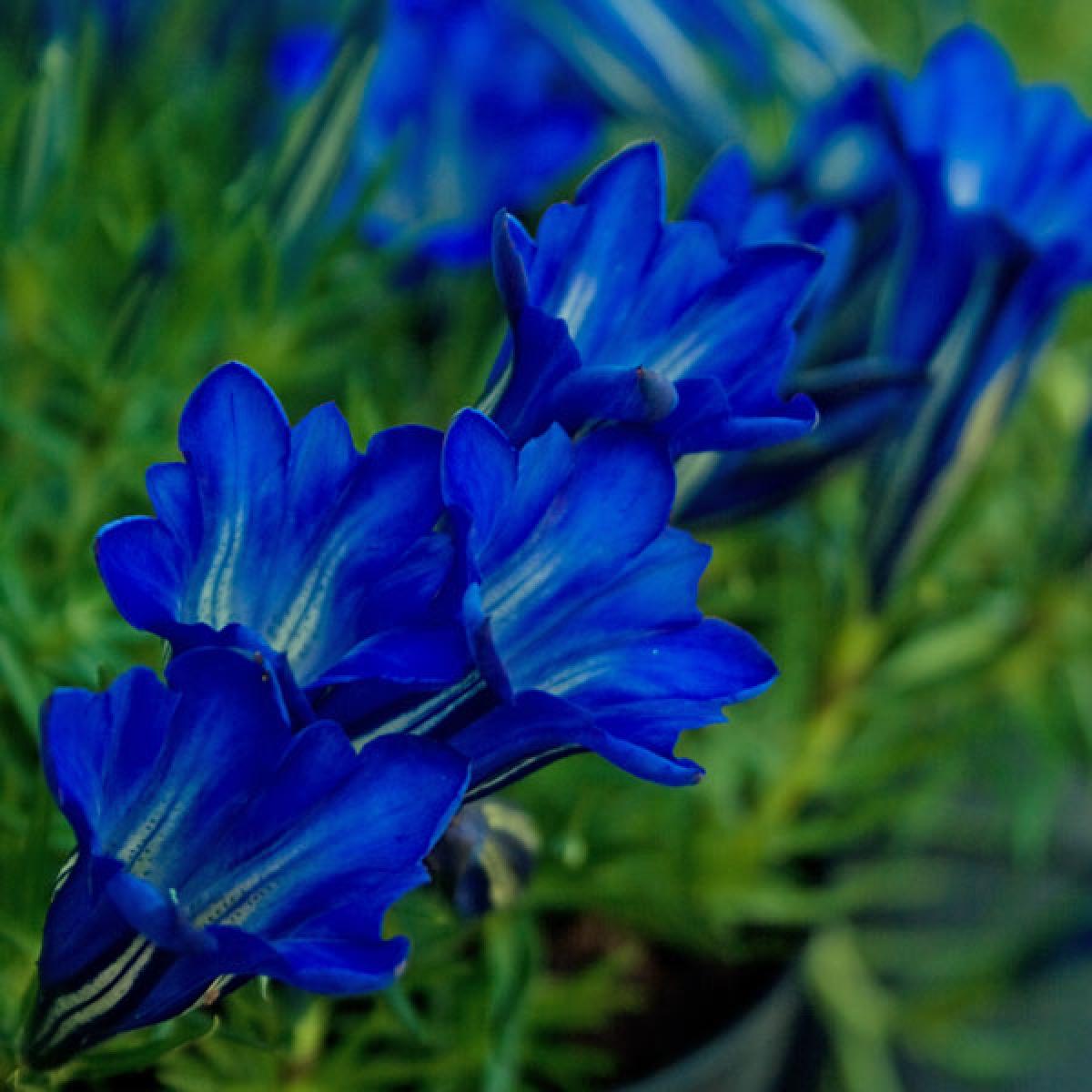 Gentiania sino-ornata - Gentiane bleue à floraison automnale