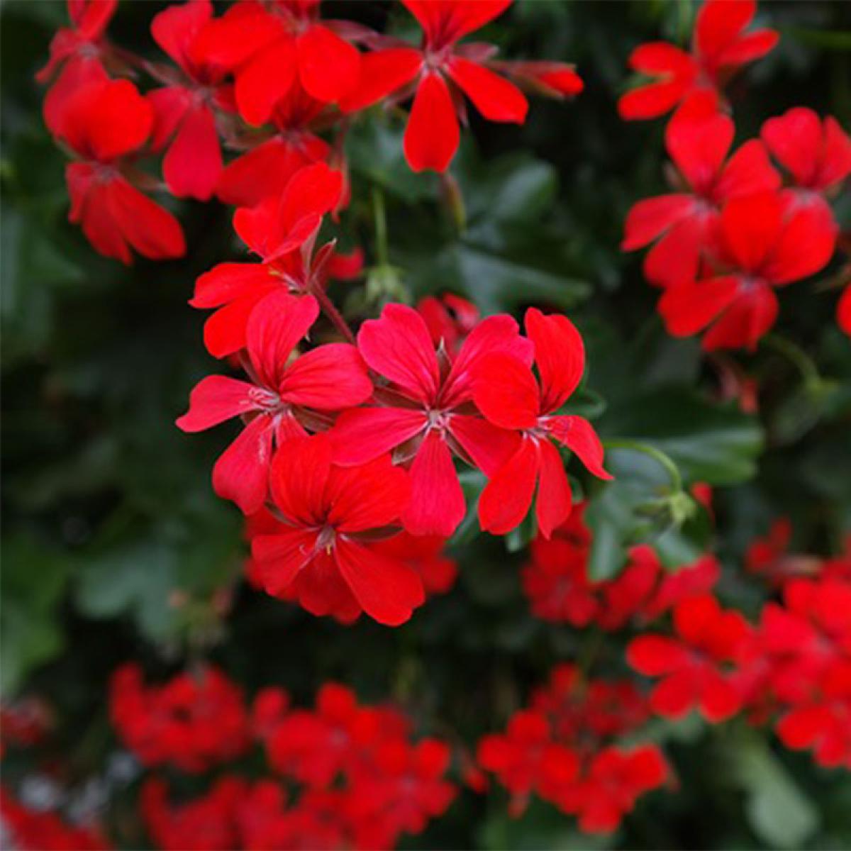 Geranium lierre Roi des Balcons rouge Imperial - Pelargonium peltatum ...