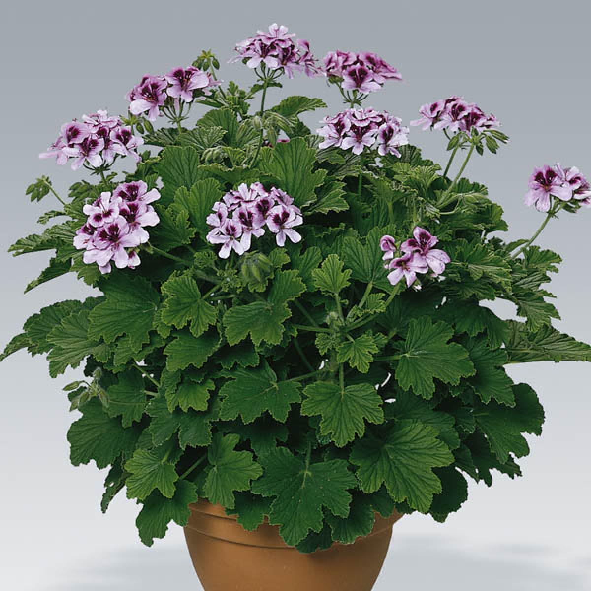 Pelargonium - Géranium parfumé Orange Fizz en pot. Géranium annuel aux ...