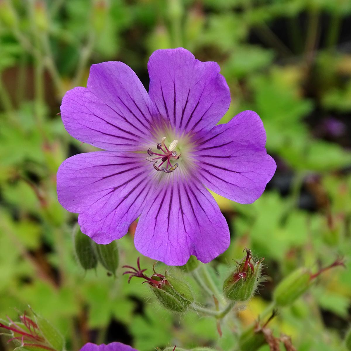 Géranium vivace Sirak - Une abondance de fleurs rose bonbon