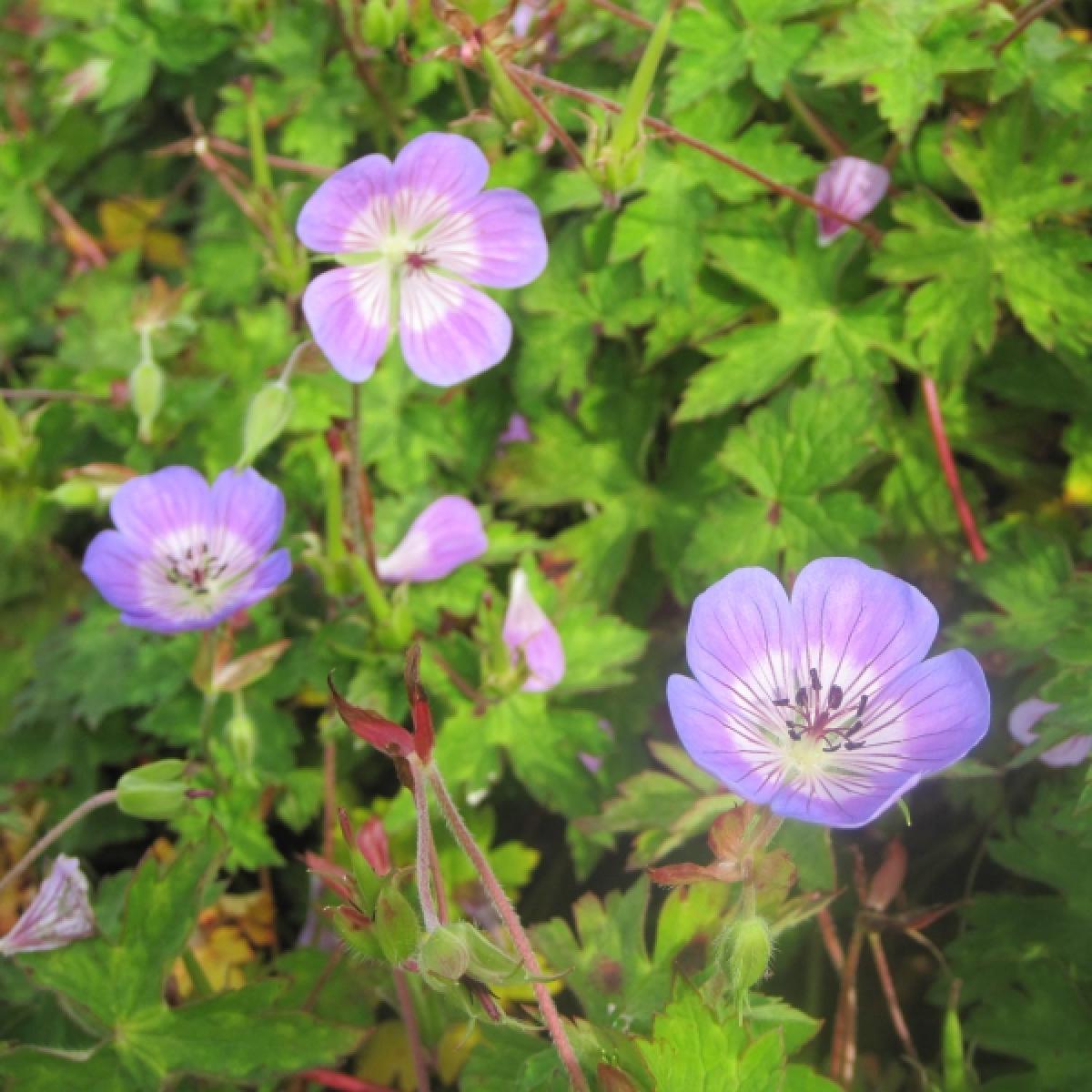 Geranium vivace Sweet Heidi - Des fleurs rose lilas à cœur blanc
