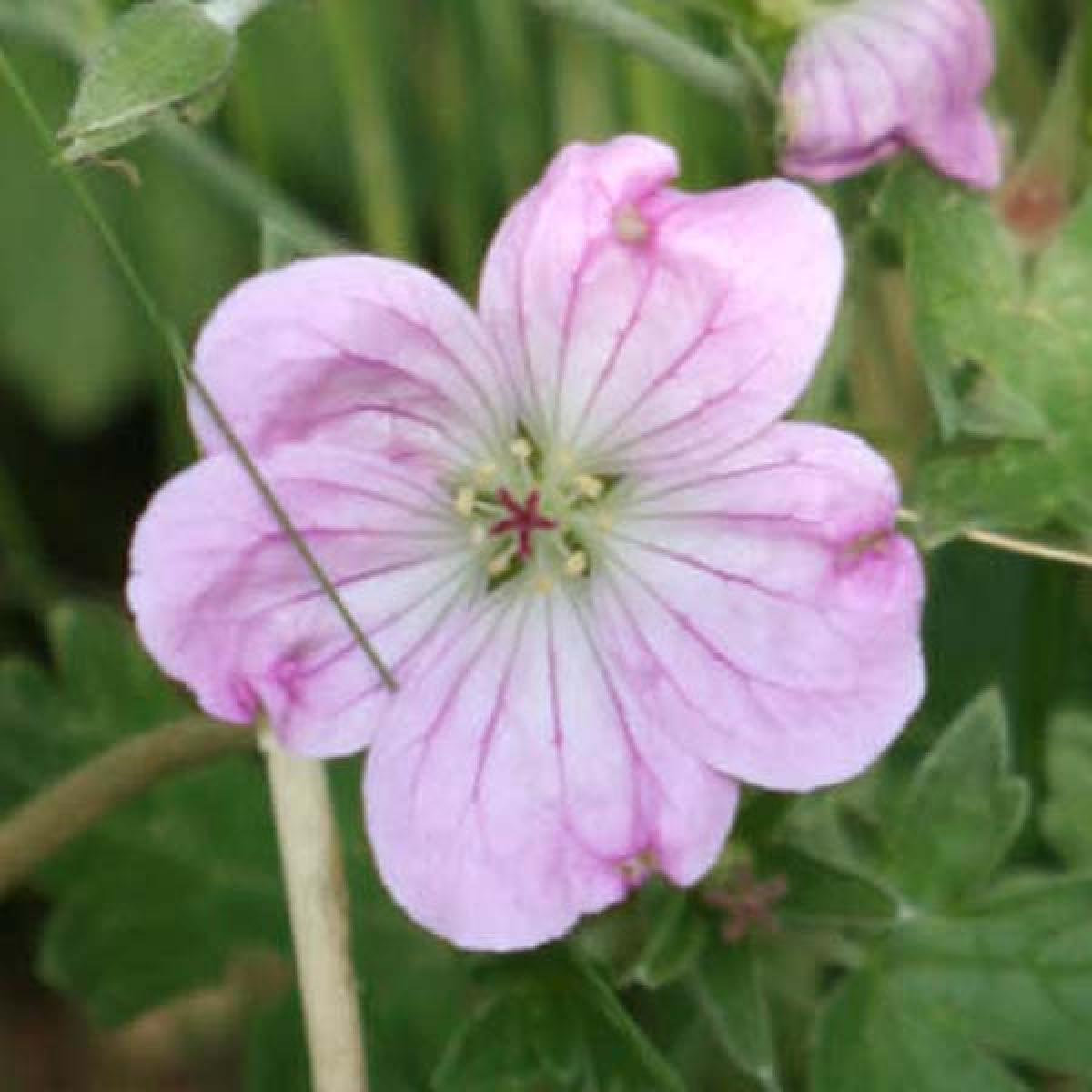 Geranium riversleaianum Mavis Simpson - Géranium vivace rose clair