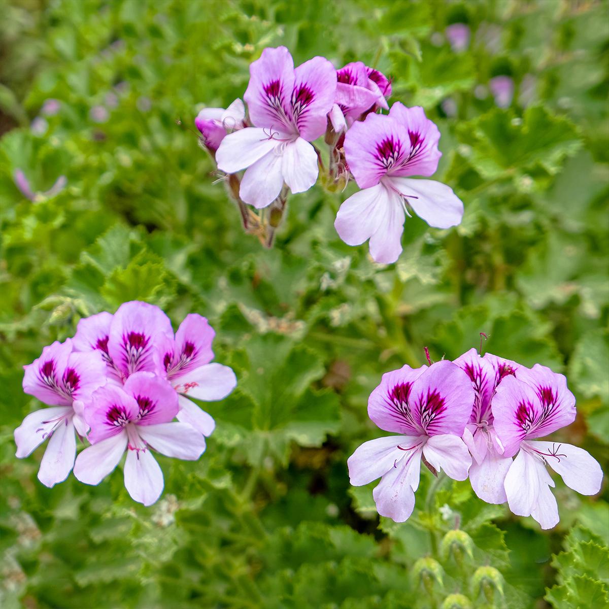 Géranium parfumé Torento Ginger annuel aux feuilles parfumées à l'odeur ...
