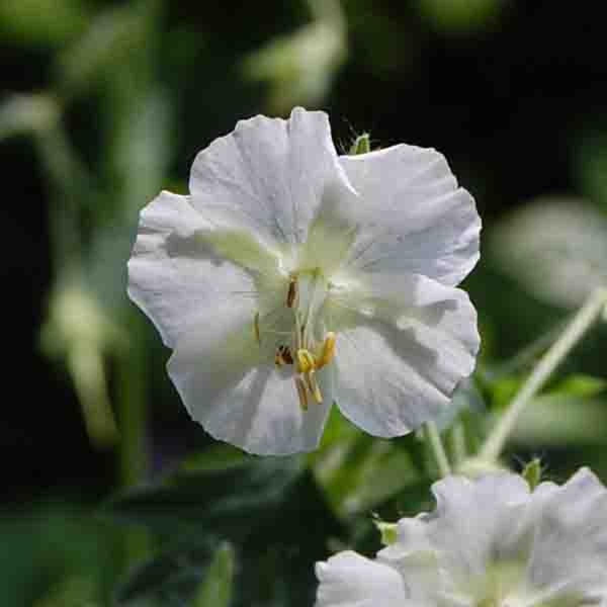 Geranium phaeum Album - Géranium vivace pour l'ombre à fleurs blanches