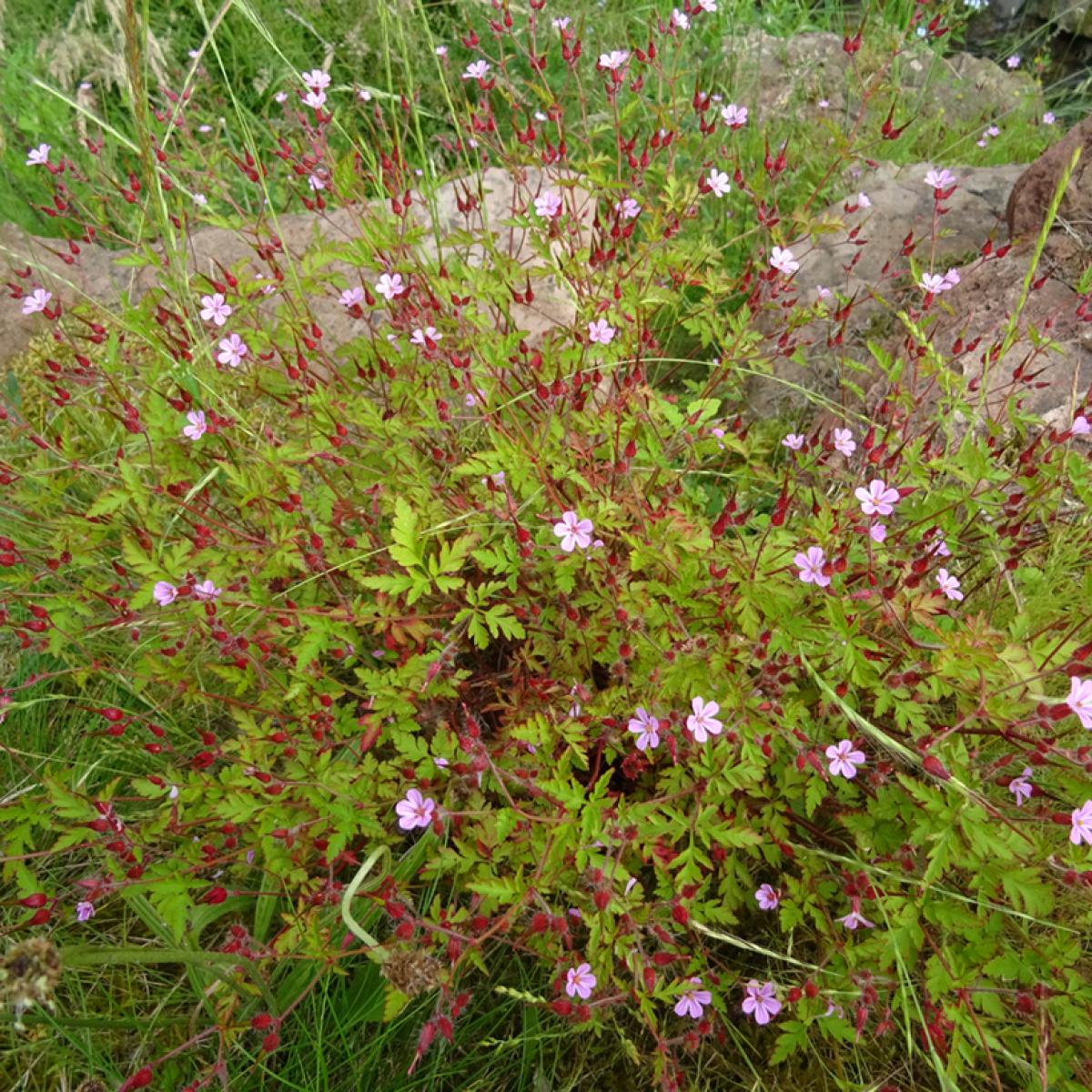 Geranium robertianum - Herbe à Robert - Géranium bisannuel à feuillage ...