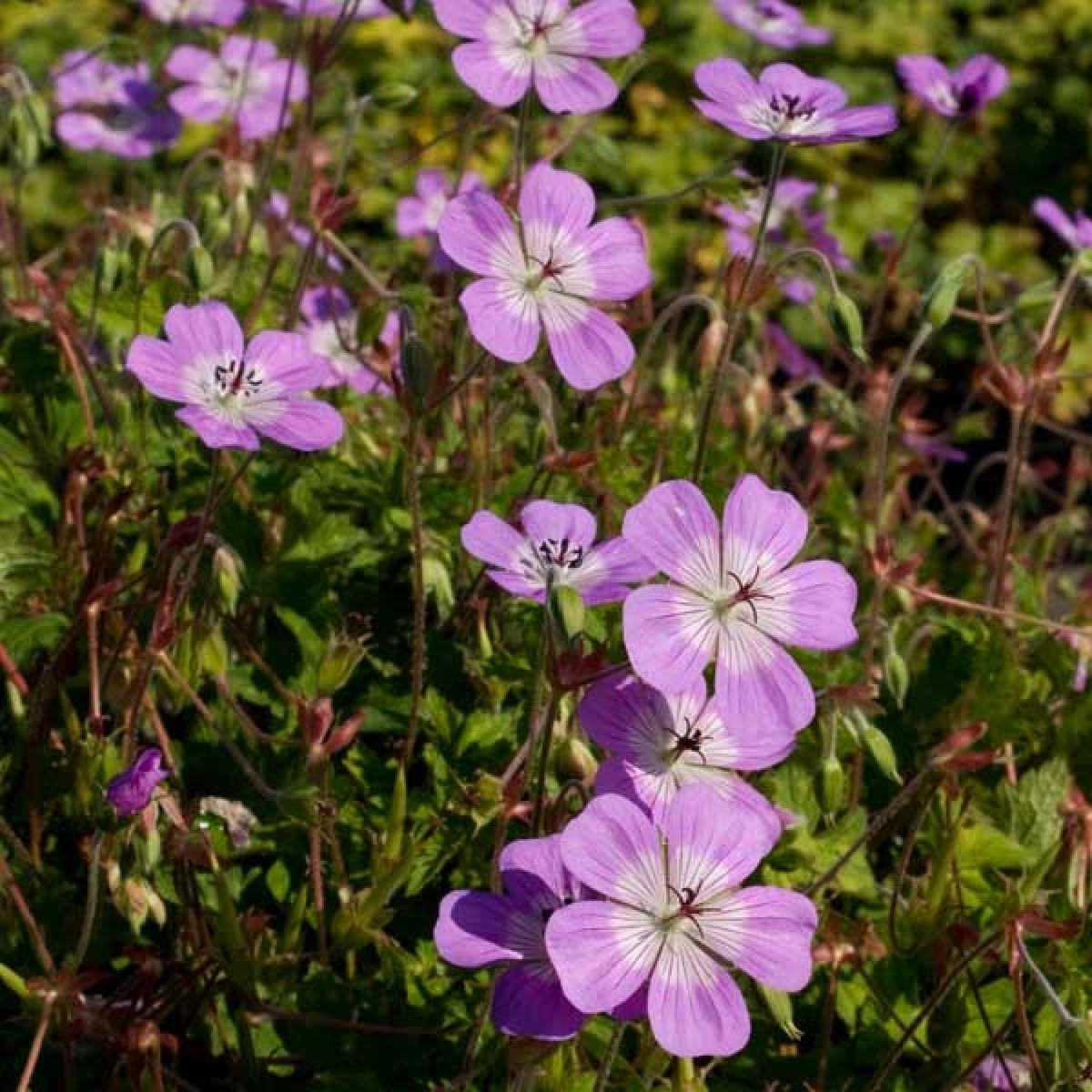 Geranium wallichianum Silvia's Surprise - Géranium vivace à fleurs roses
