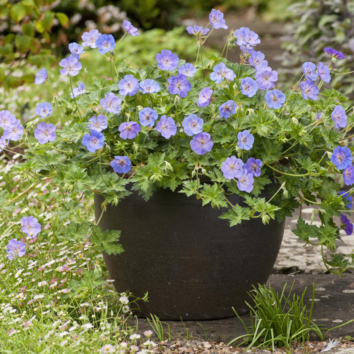 Geranium vivace Azure Rush - De jolies fleurs bleu clair