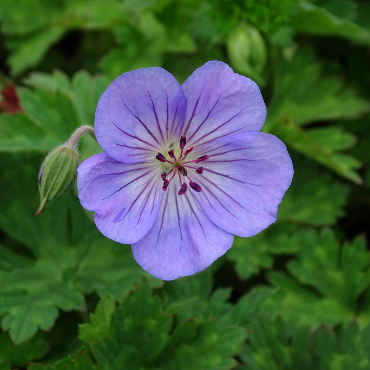 Geranium vivace Azure Rush - De jolies fleurs bleu clair