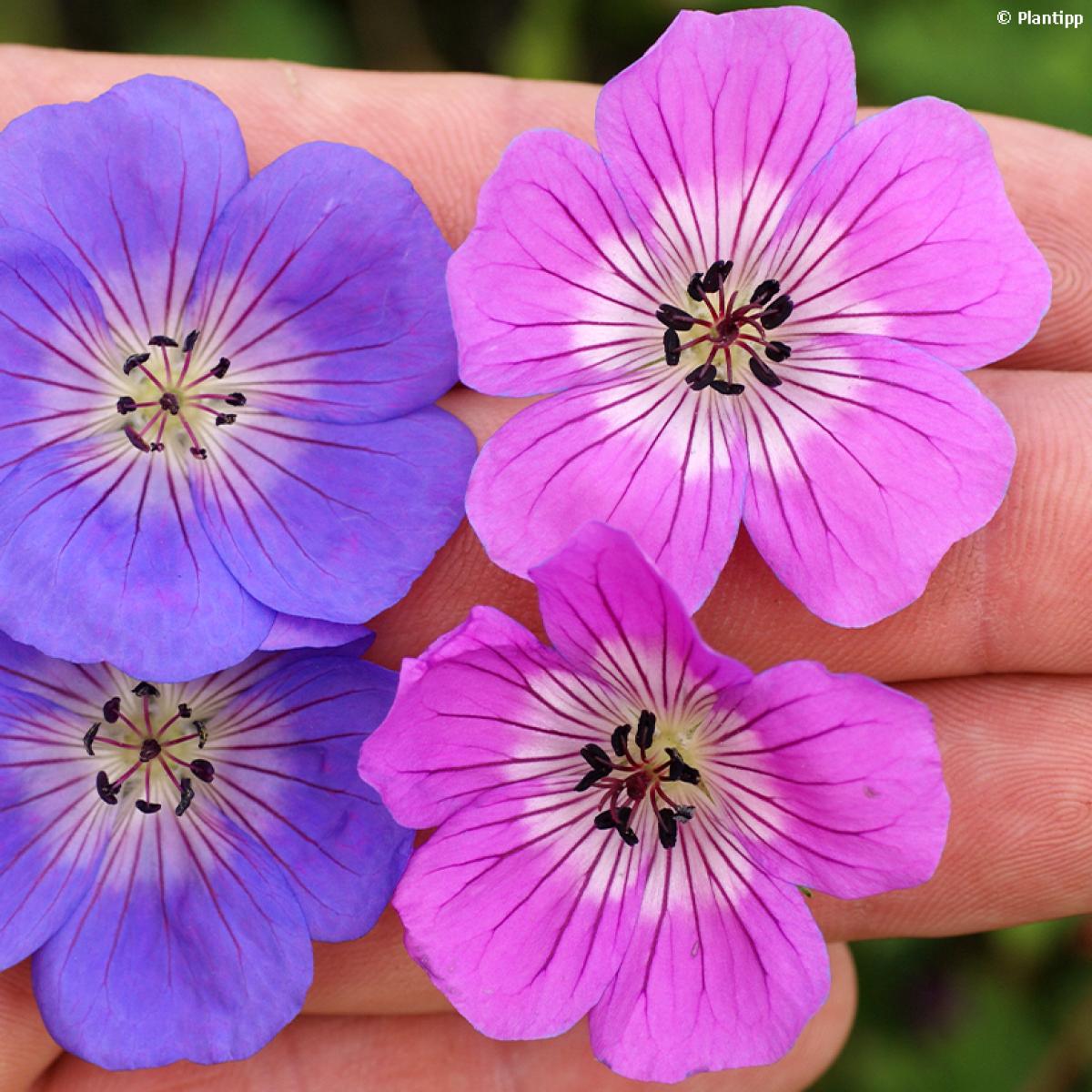 Géranium vivace Kelly-Anne - Une version aux fleurs rose vif de Rozanne