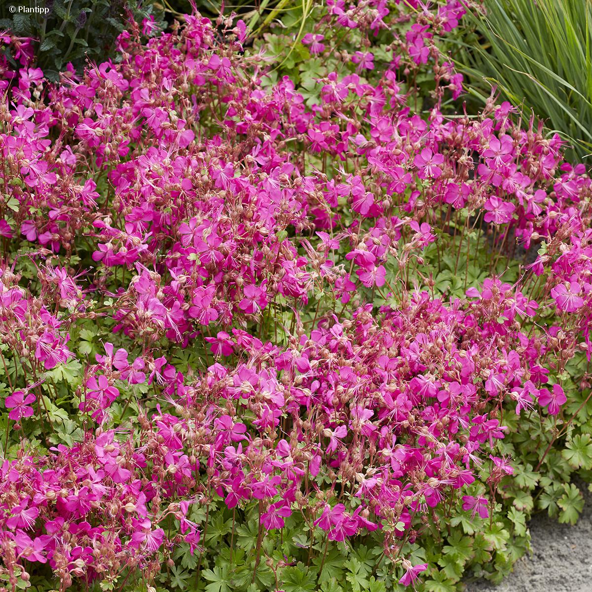 Geranium vivace cantabrigiense Intense - Variété aux fleurs rose très vif