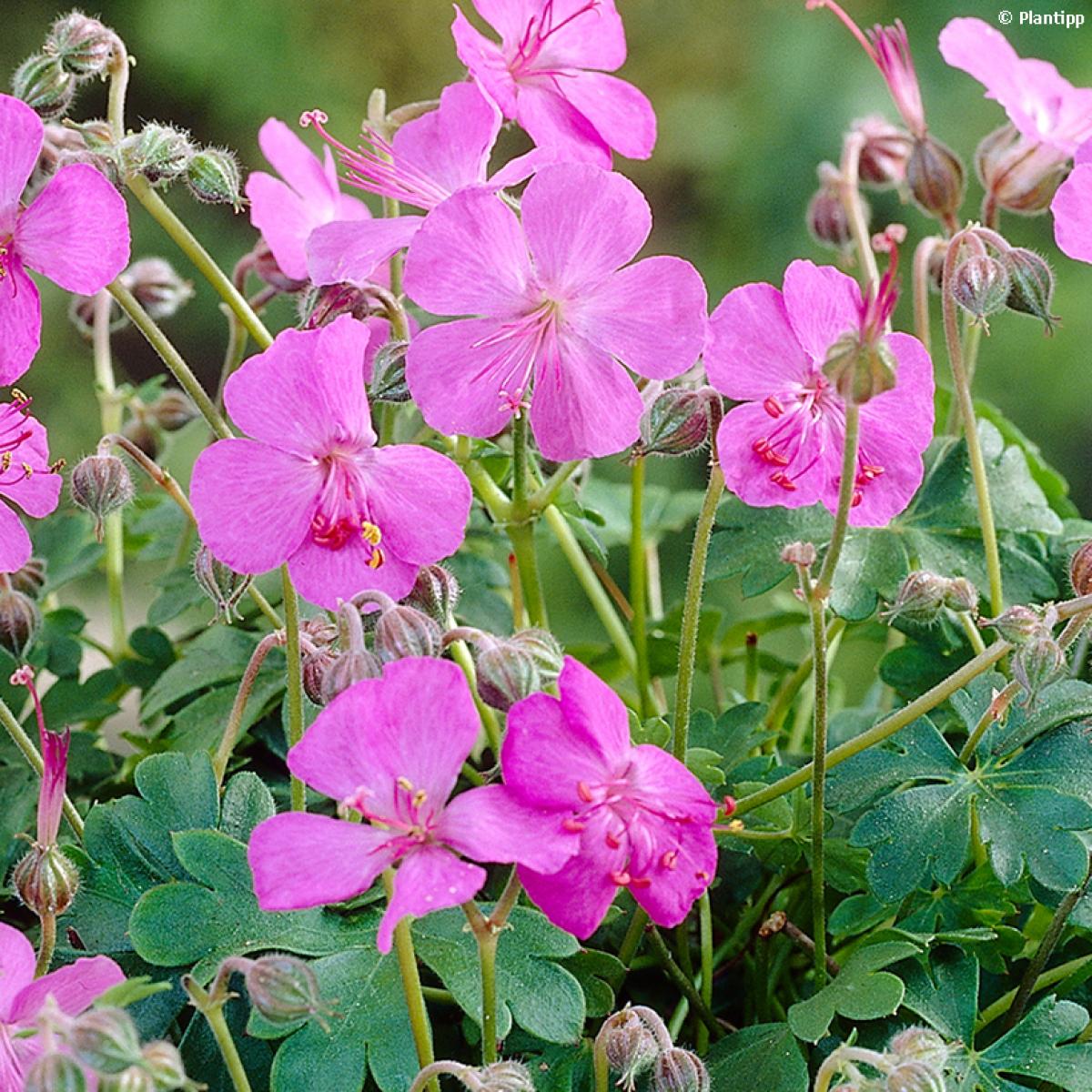 Geranium vivace cantabrigiense Westray - Variété compacte et précoce à ...