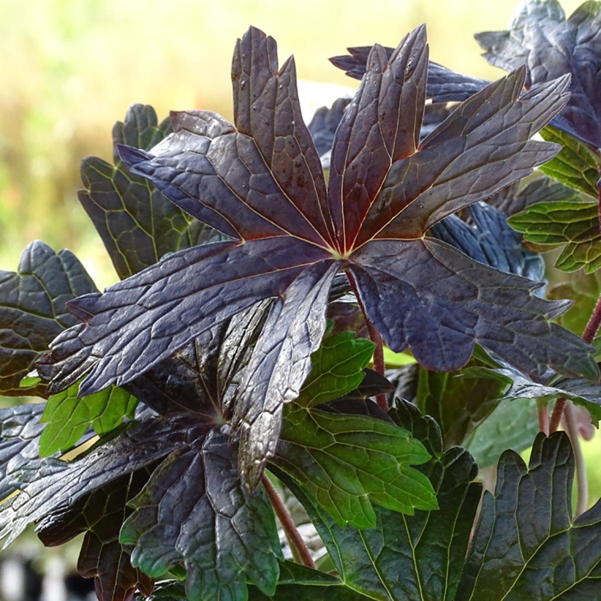 Géranium vivace maculatum Stormy Night - Variété au feuillage acajou ...