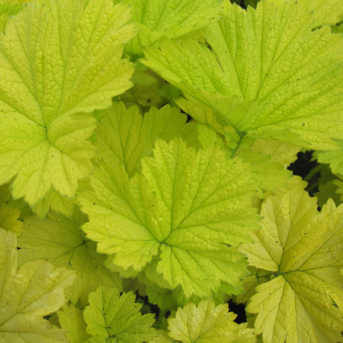 Geum coccineum Eos - Benoîte - Fleurs orange vif sur feuillage doré