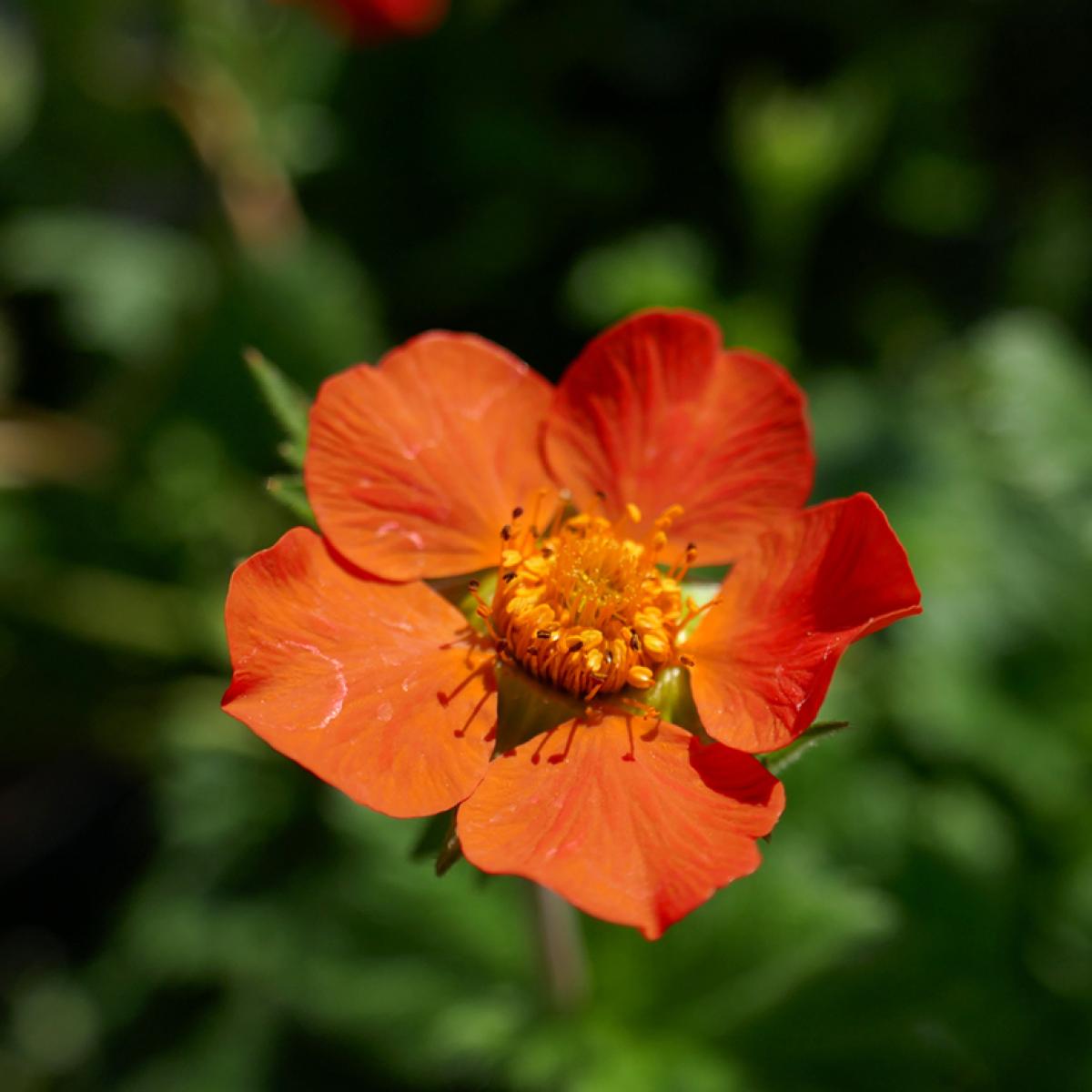 Geum coccineum Koi - Benoîte naine à longue floraison orange vif
