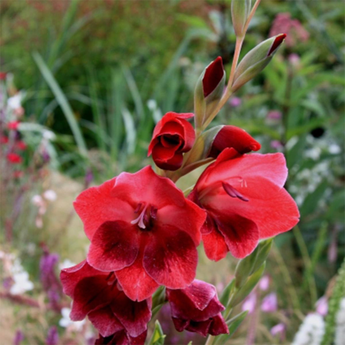 Glaïeul hybride à petites fleurs - Gladiolus papilio Ruby - Bulbe assez ...