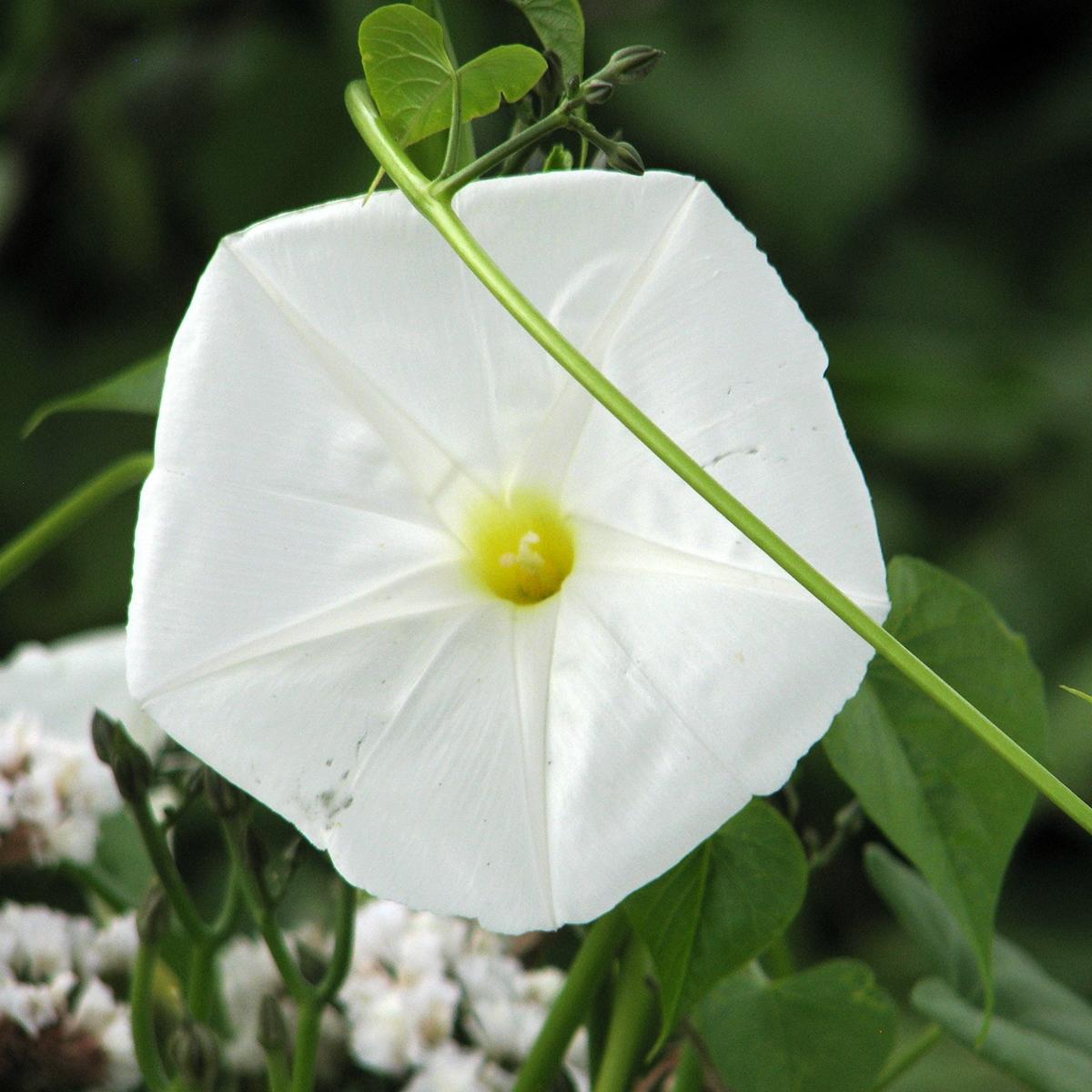 Ipomoea alba - Fleur de Lune - Calonyction aculeatum - Ipomoeae bona-nox