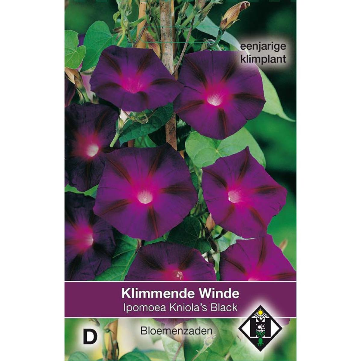 Ipomée Kniola's Black - Ipomoea purpurea - Un volobilis sombre et ...