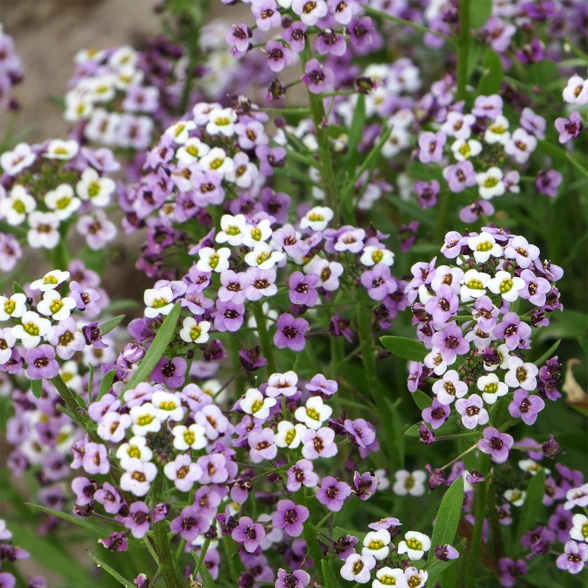 Alysse odorant Royal Carpet - Lobularia maritima - Alyssum - Lobulaire ...