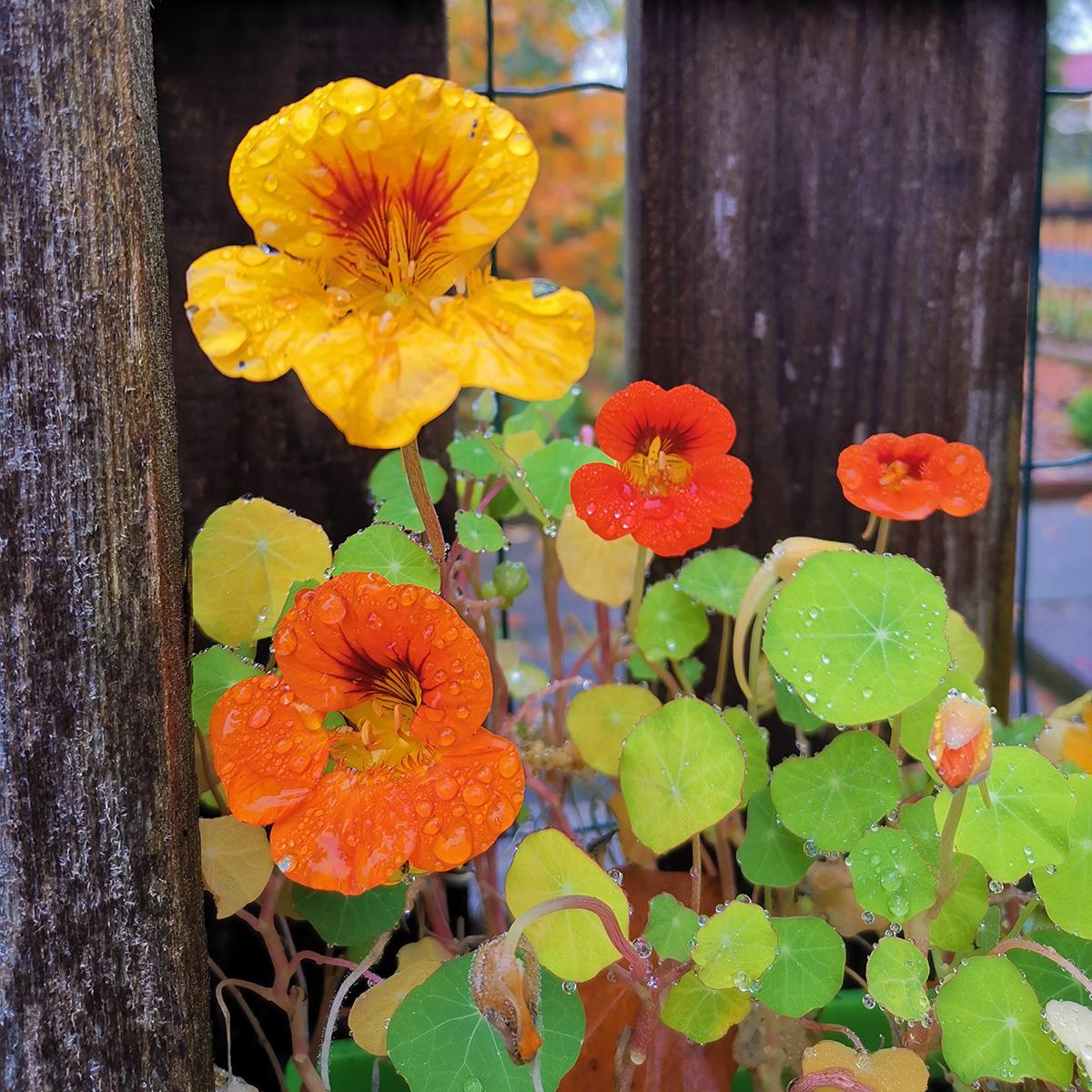 Capucine grimpante à fleurs doubles - Tropaeolum majus