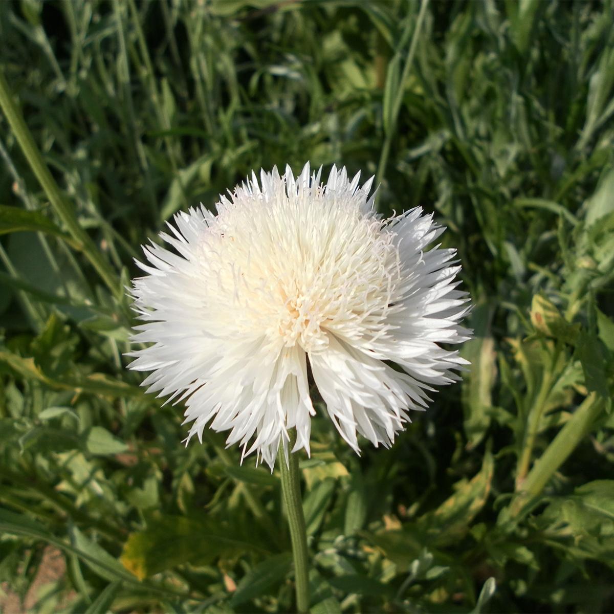 Graines de Centaurée moschata The Bride - Centaurée musquée annuelle à ...