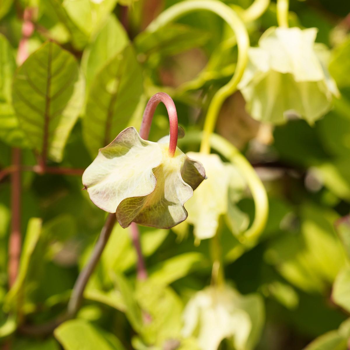 Cobée grimpante - Cobea scandens Alba