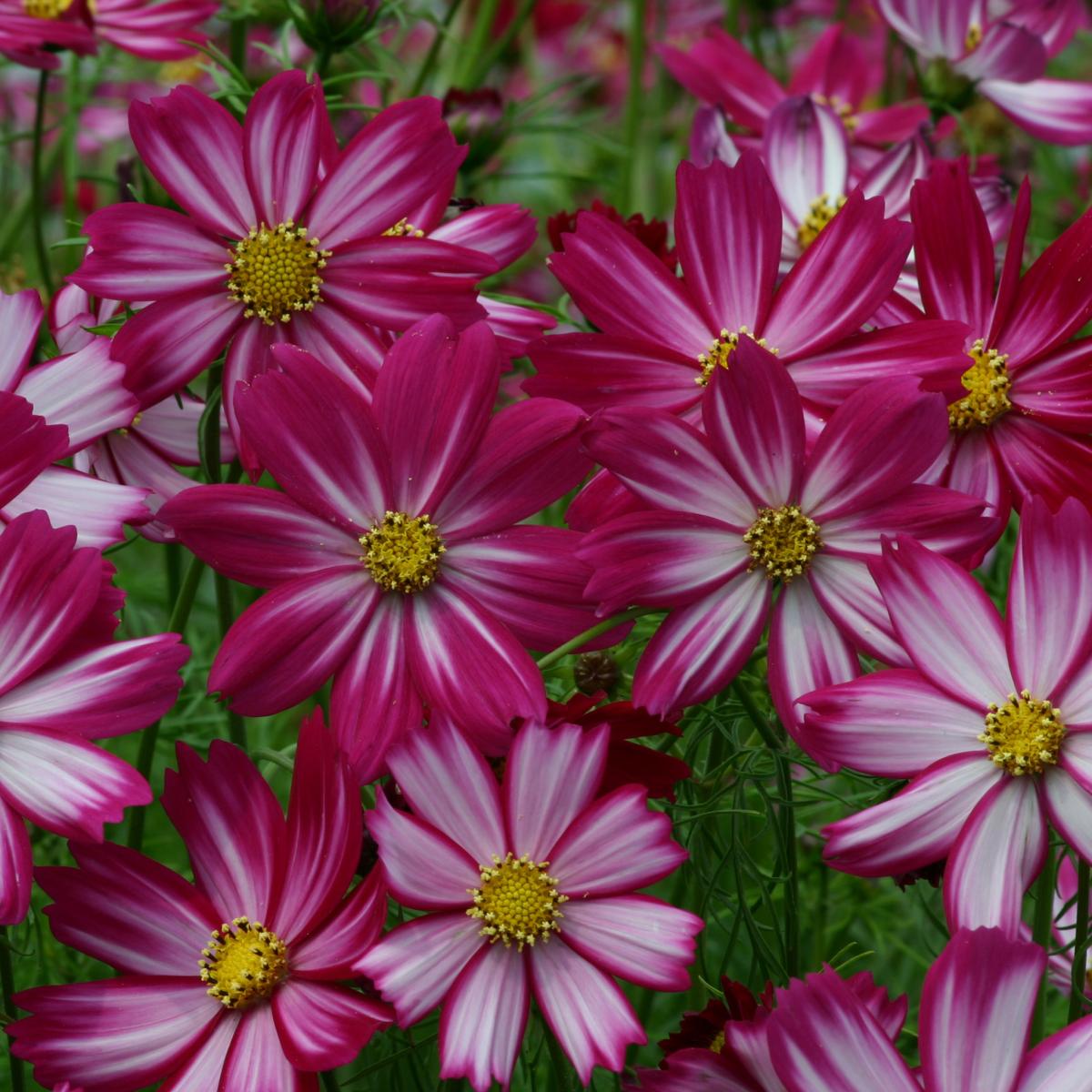Cosmos Cosimo Red White - Cosmos bipenné - Cosmos bipinnatus - Annuelle ...