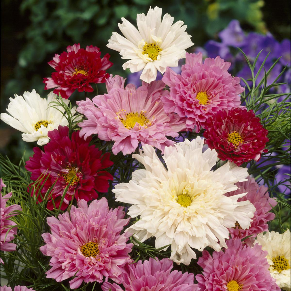 Cosmos Double Click Mixed - Cosmos bipinnatus - Annuelle offrant de ...