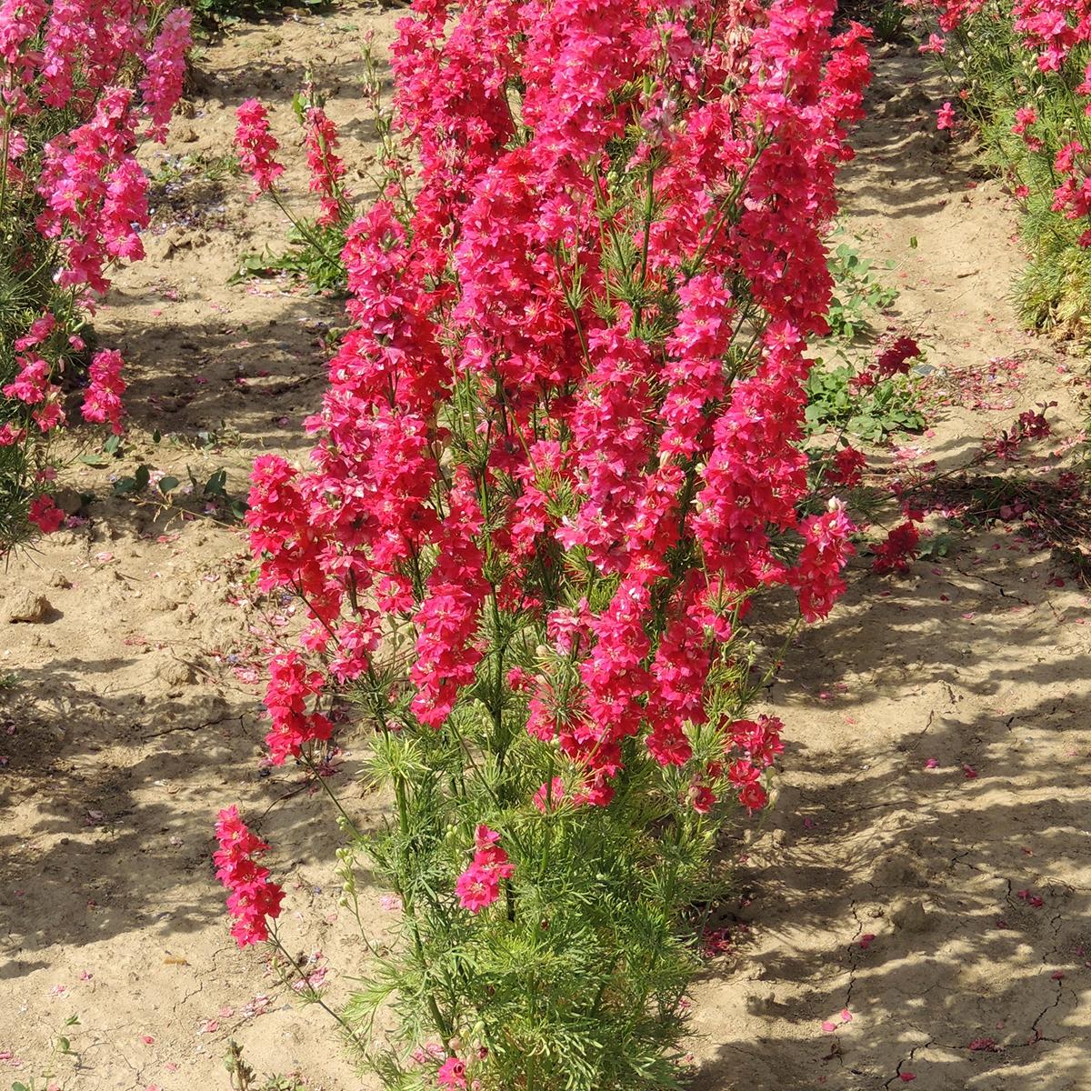 Delphinium Kingsize Scarlet - Pied d'Alouette annuel rouge - Les fleurs ...