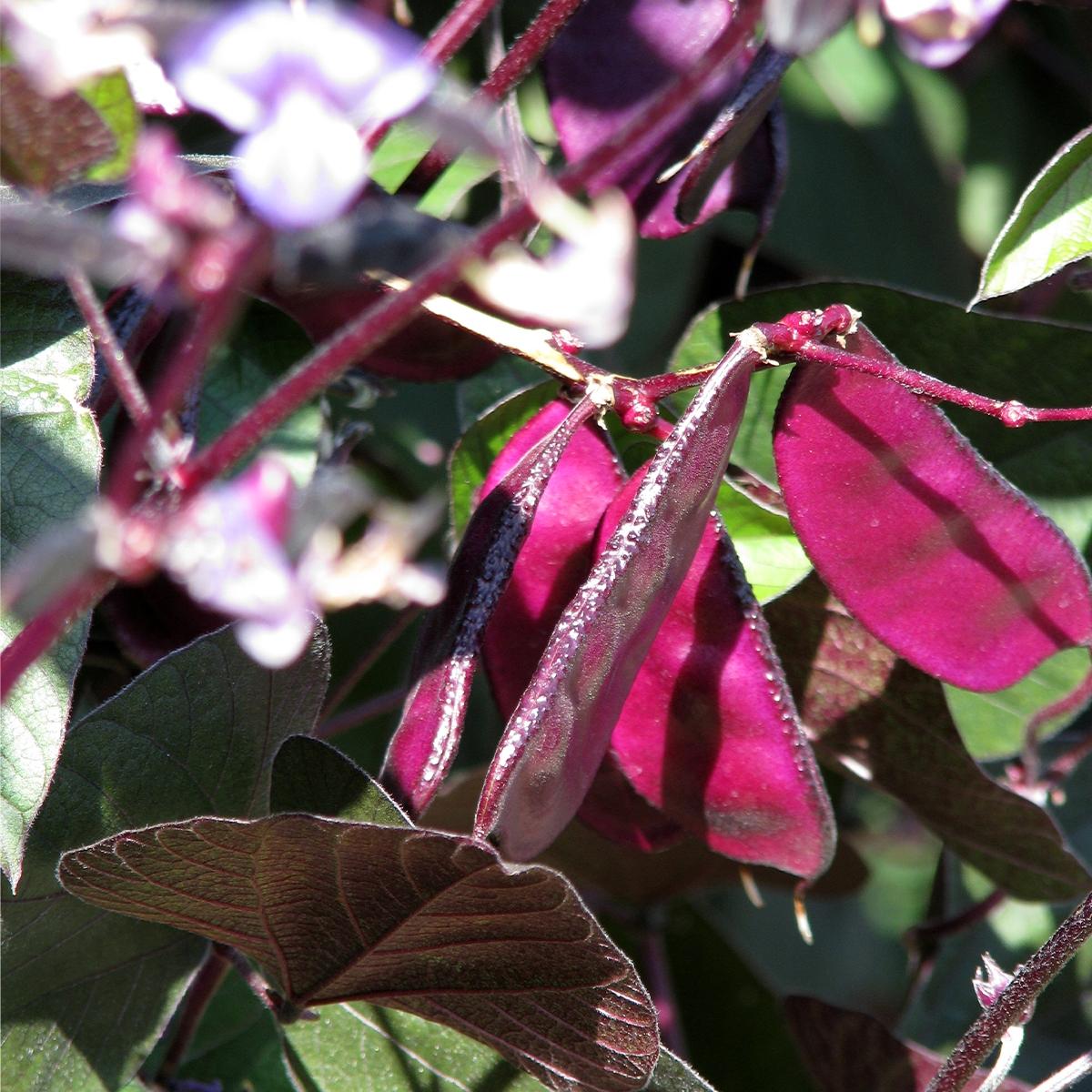 Graines de Dolichos lablab Ruby Moon - Lablab - Dolique d'Egypte à ...