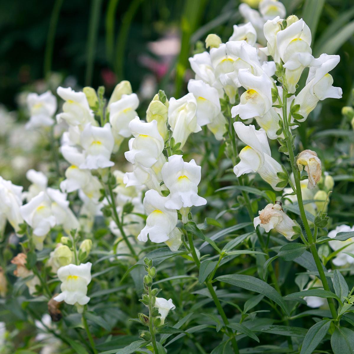 Antirrhinum majus Royal Bride - Grand muflier - Gueule de loup - Plante ...
