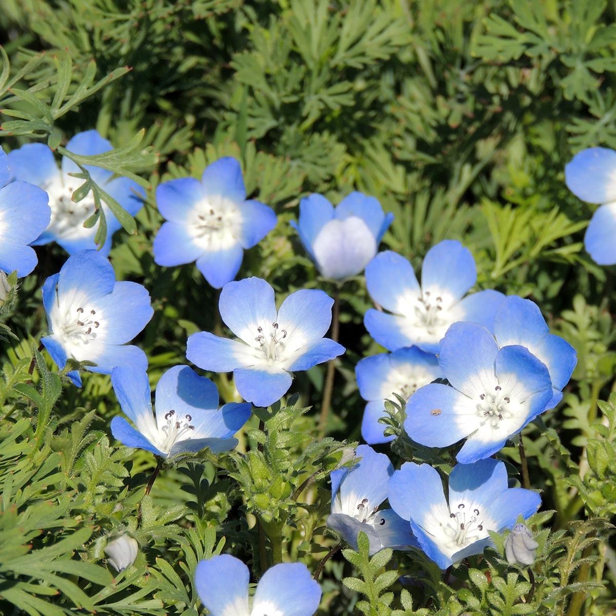 Nemophila insignis Baby blue eyes, nemophila menziesii - Nemophile