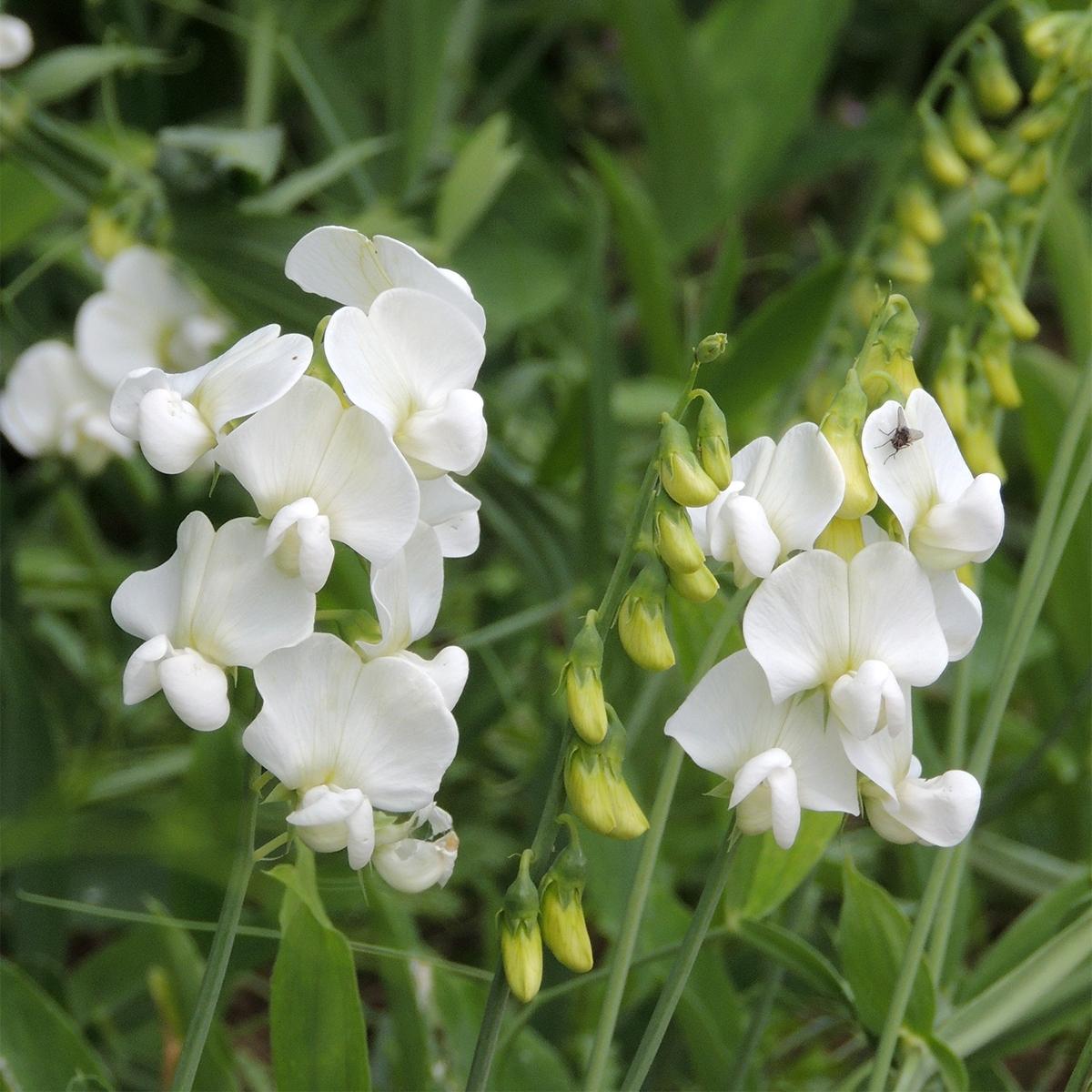 Lathyrus latifolius White Pearl - Pois de senteur vivace - Pois de ...