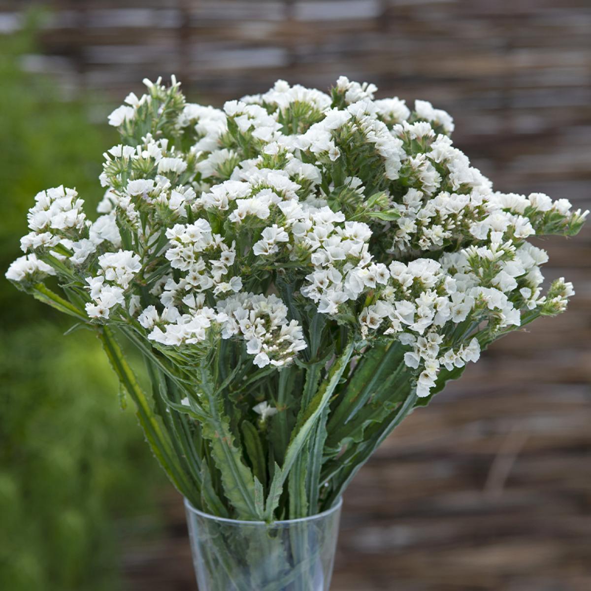 Limonium sinuatum Forever Silver - Graines de statice annuel aux fleurs ...