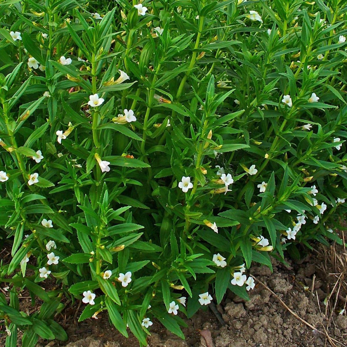 Gratiola officinalis - Gratiole officinale - Vivace herbacée aquatique ...