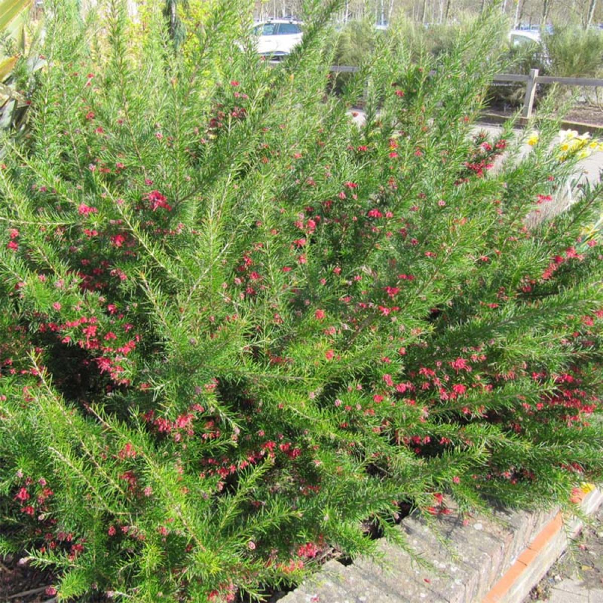 Grevillea juniperina Canberra Gem - Grévilléa à feuilles de genévrier