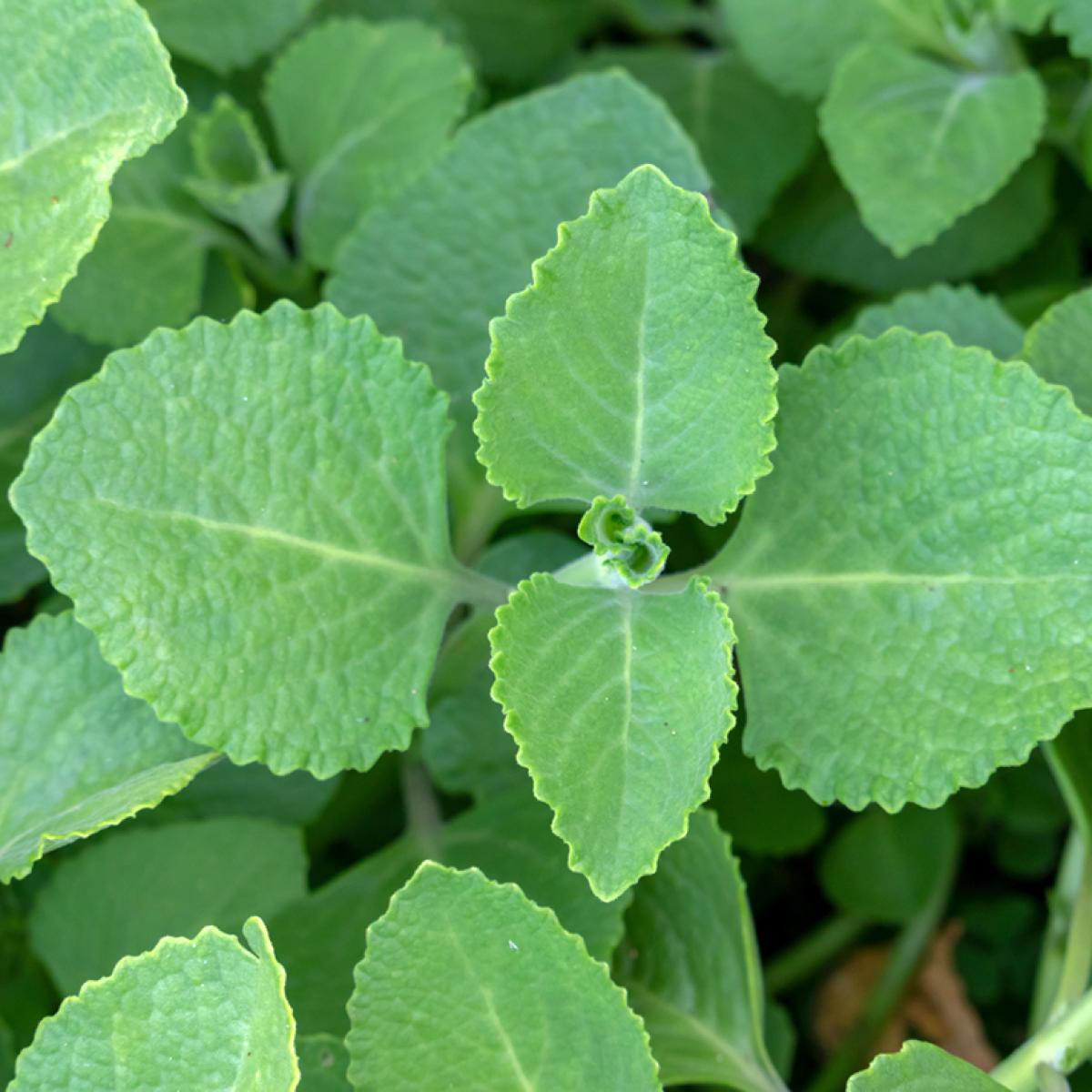 Gros thym antillais - Plectranthus amboinicus - Plant d'aromatique