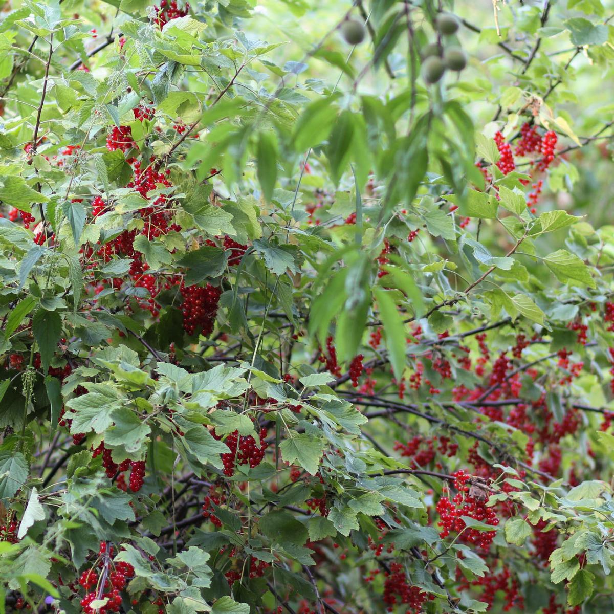 Groseillier à grappes London Market - Ribes rubrum à fruits rouges